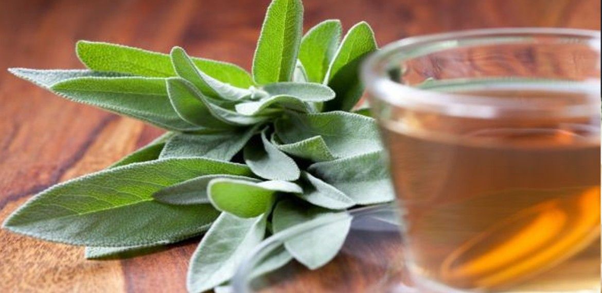 Te de Salvia: Beneficios, usos y Contraindicaciones